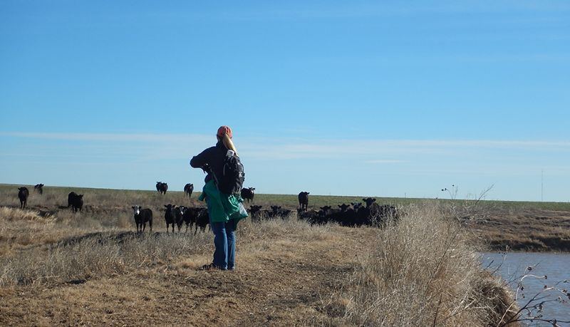 Cimarron Bend Wind Project by Tradewind Energy in Minneola, KS | ProView