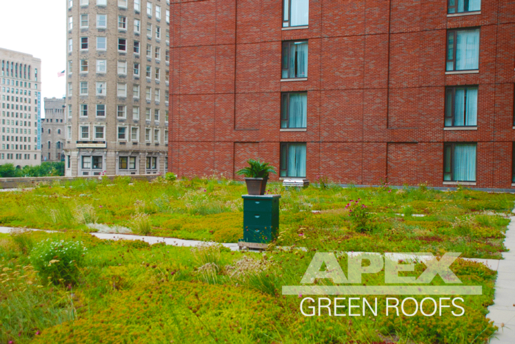 The Four Seasons Hotel by Apex Green Roofs in Boston, MA | ProView