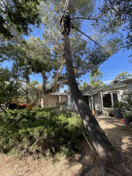 Rancho Tree Care - NORTHRIDGE, California | ProView