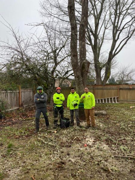 Green Leaf Tree Service LLC - Hillsboro, Oregon | ProView