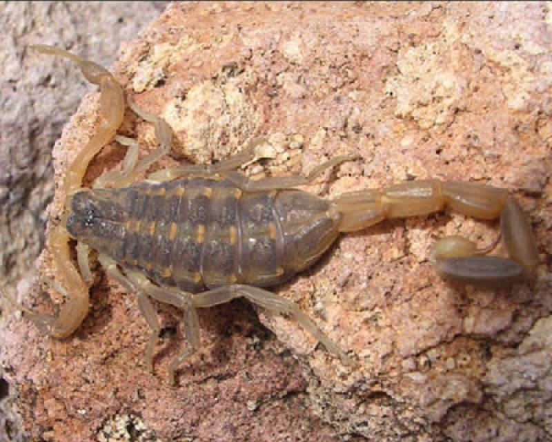 Sexton Pest Control, Inc. - Video & Image Gallery | ProView