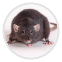 Sexton Pest Control, Inc. - Video & Image Gallery | ProView