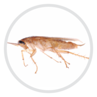 Sexton Pest Control, Inc. - Video & Image Gallery | ProView