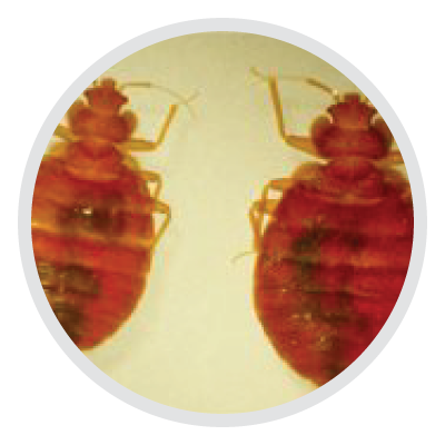 Sexton Pest Control, Inc. - Video & Image Gallery | ProView