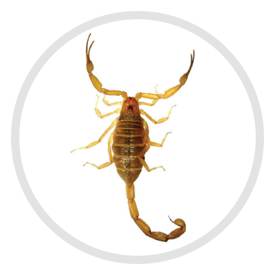 Sexton Pest Control, Inc. - Video & Image Gallery | ProView