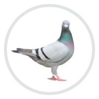 Sexton Pest Control, Inc. - Video & Image Gallery | ProView