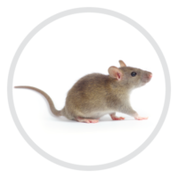 Sexton Pest Control, Inc. - Video & Image Gallery | ProView